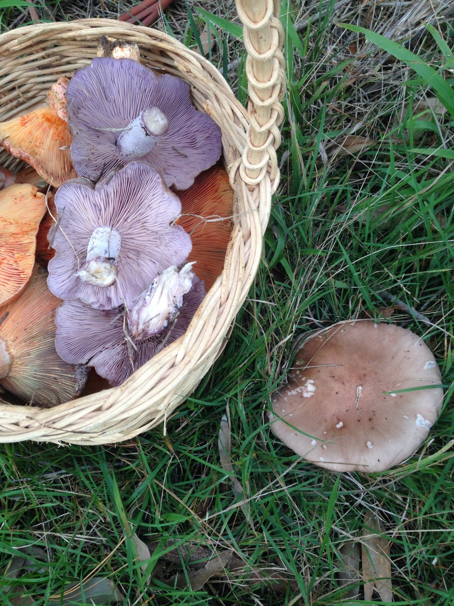 Wild Mushroom Foraging Tours on the Mornington Peninsula. Autumn/Winter ...